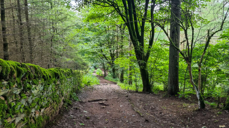 Shutlingsloe Hill Walk (Via Macclesfield Forest) From Wildboarclough ...