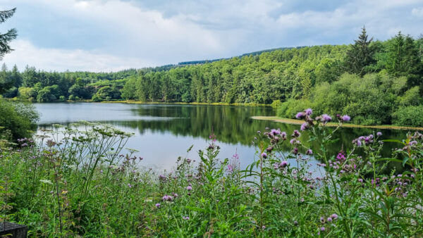 Shutlingsloe Hill Walk (Via Macclesfield Forest) From Wildboarclough ...