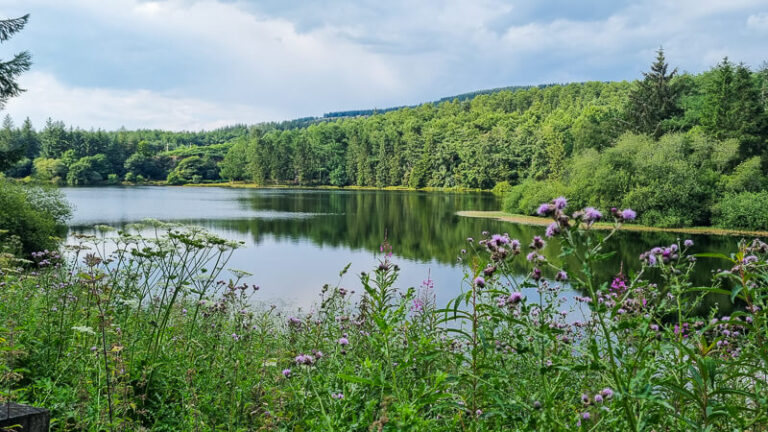 Shutlingsloe Hill Walk (Via Macclesfield Forest) From Wildboarclough ...