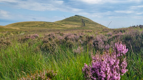 Shutlingsloe Hill Walk (Via Macclesfield Forest) From Wildboarclough ...